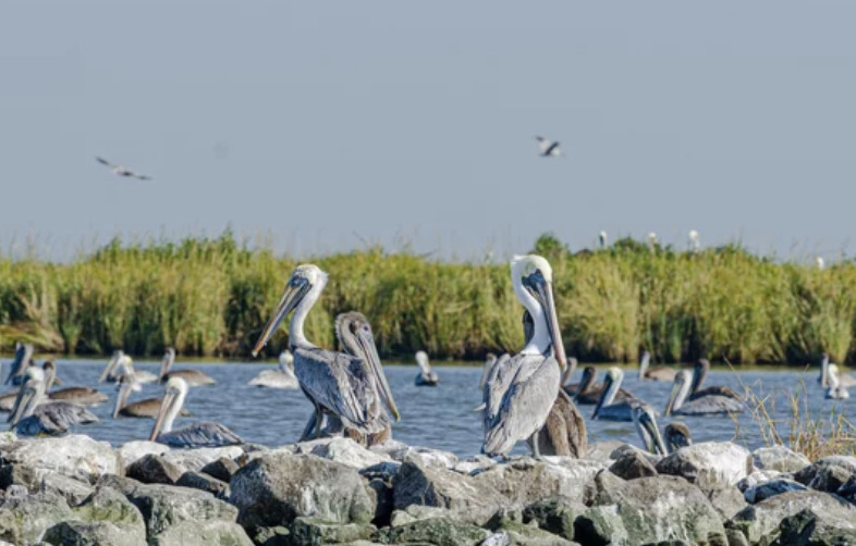 New Orleans Insider's Guide to Lakeview Homes & Lifestyle