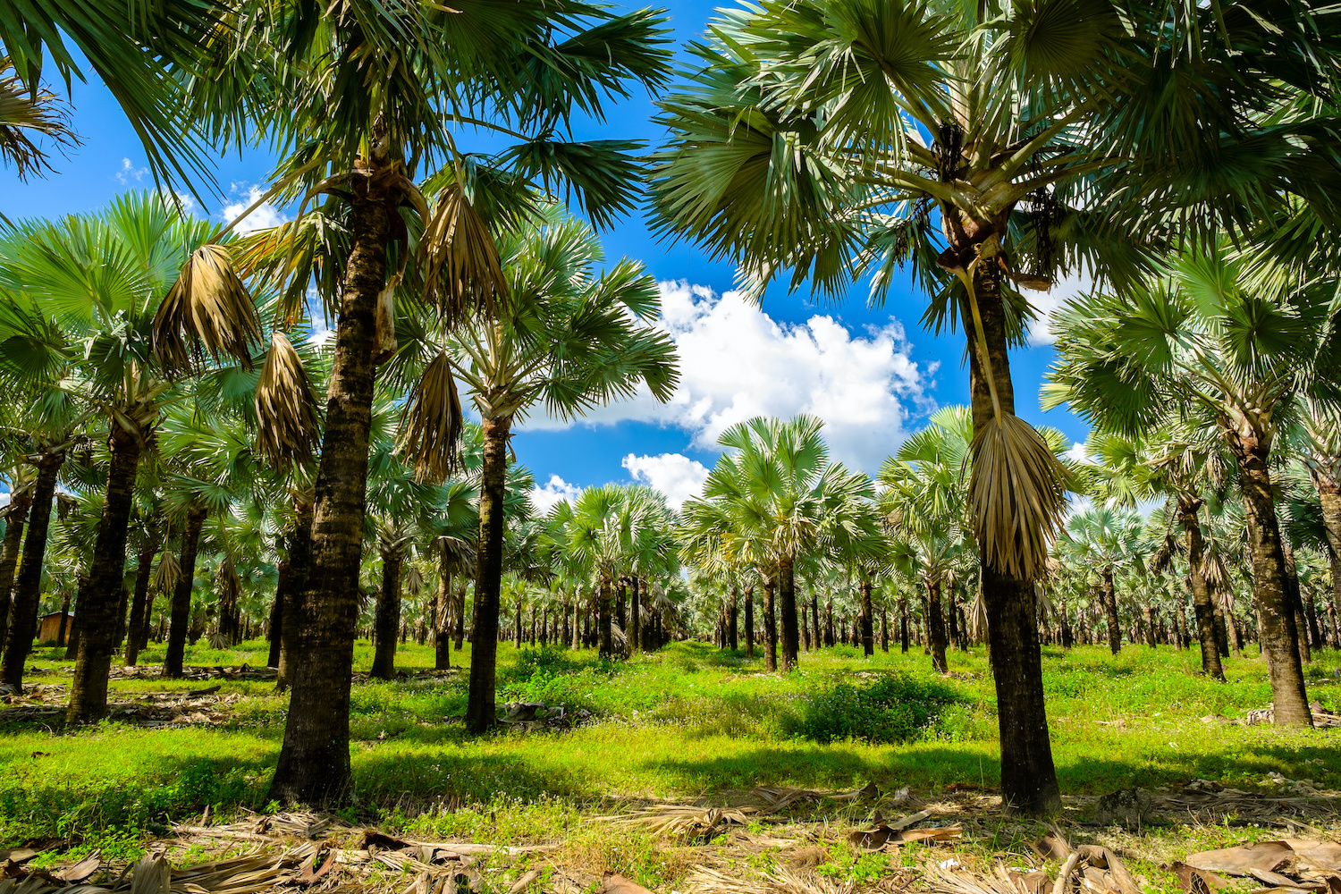 Search Land for Sale in South Florida with Scott Patterson